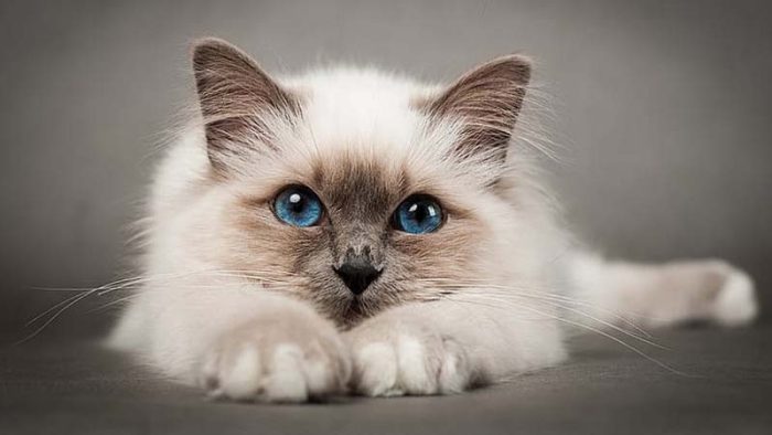 8 Jenis dan Ras Kucing Berbulu Tebal yang Cantik - Racoon Official